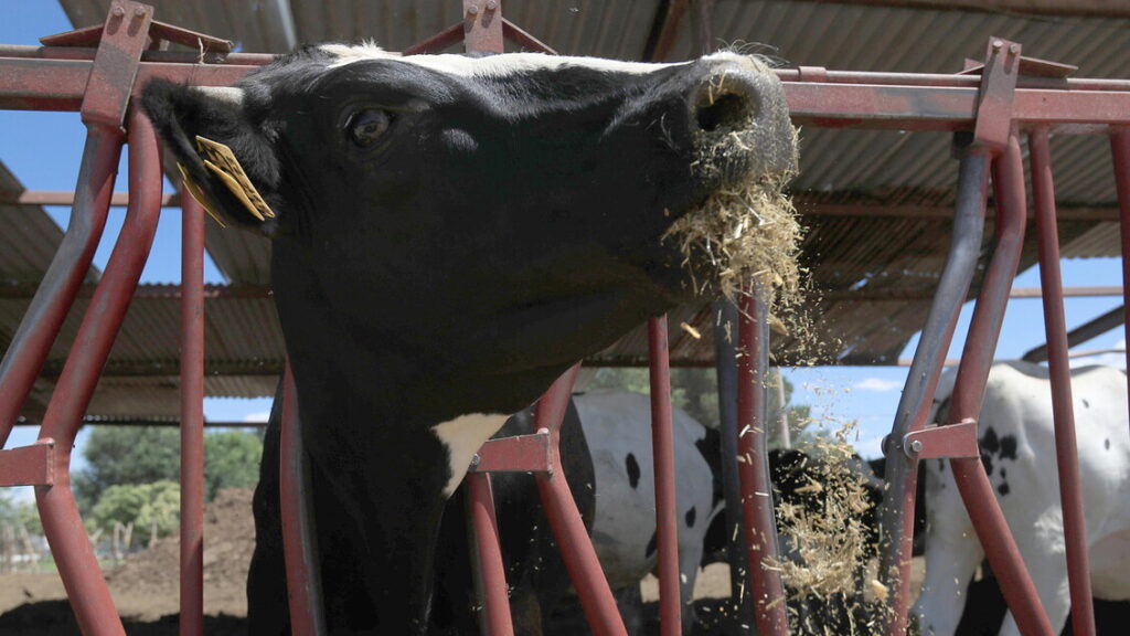 Messico: segnalato il primo caso di verme della vite nei pressi del ...